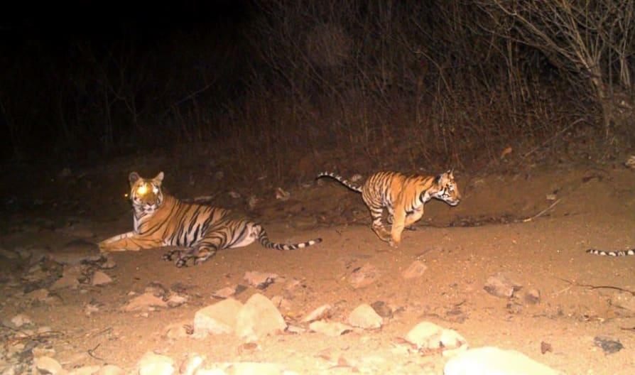 Man-eating tigress Avni’s cub to be released into the wild | National ...