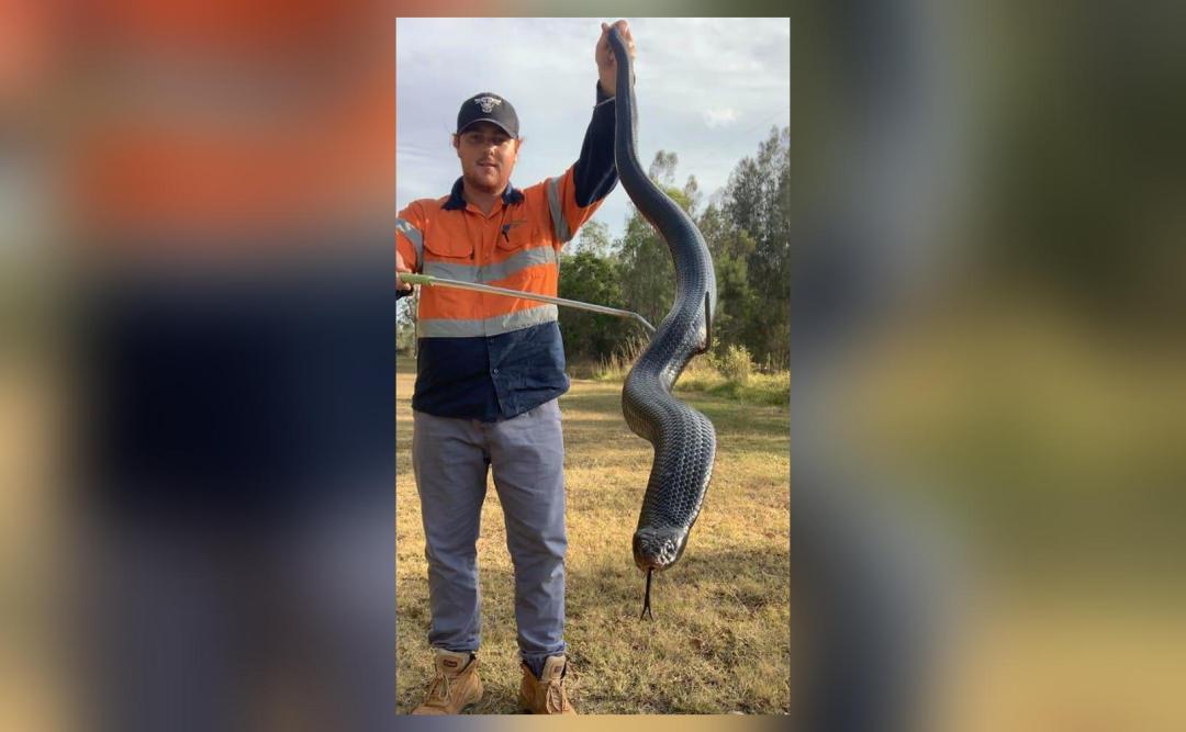 Australian snake-catcher captures 6-foot-long red-bellied snake; pic ...