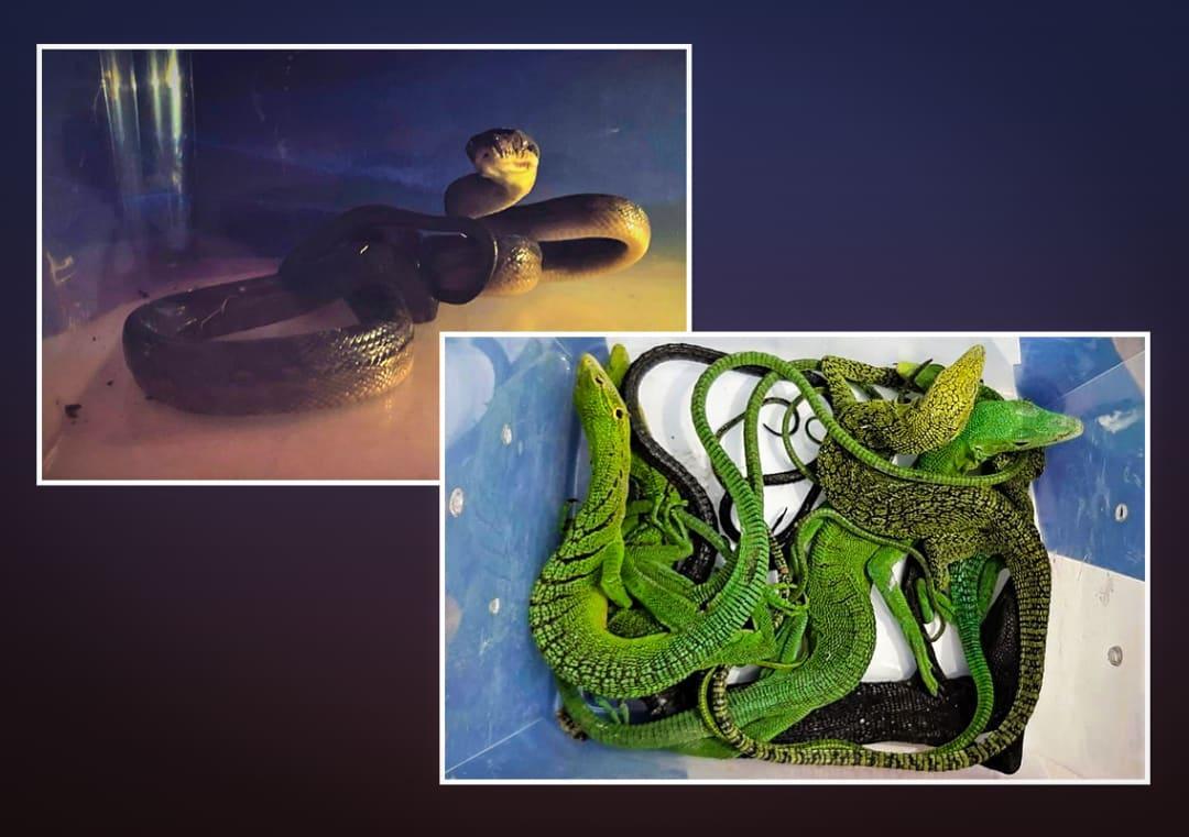 Exotic pythons, lizards seized from Chennai airport, 2 held | National ...