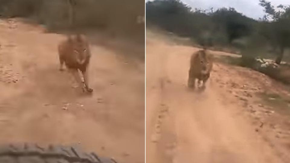 Lion chases tourist safari vehicle inside zoo in Karnataka, video goes ...