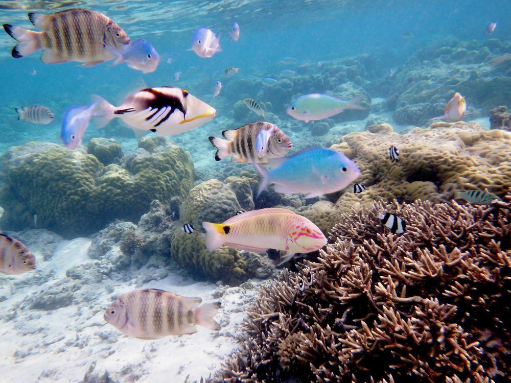 Guam coral reefs avoid bleaching predicted for this year | Science News ...