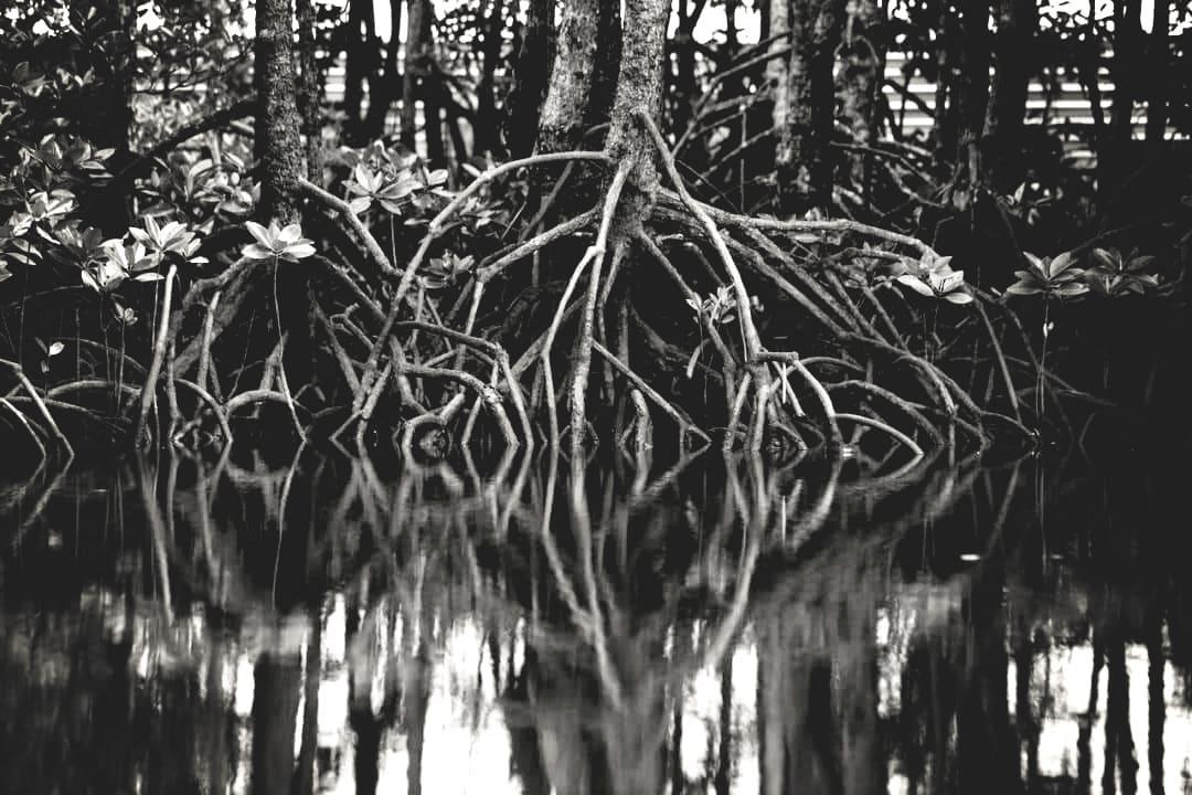 400 km stretch of dead, damaged mangroves found near northern Aus ...