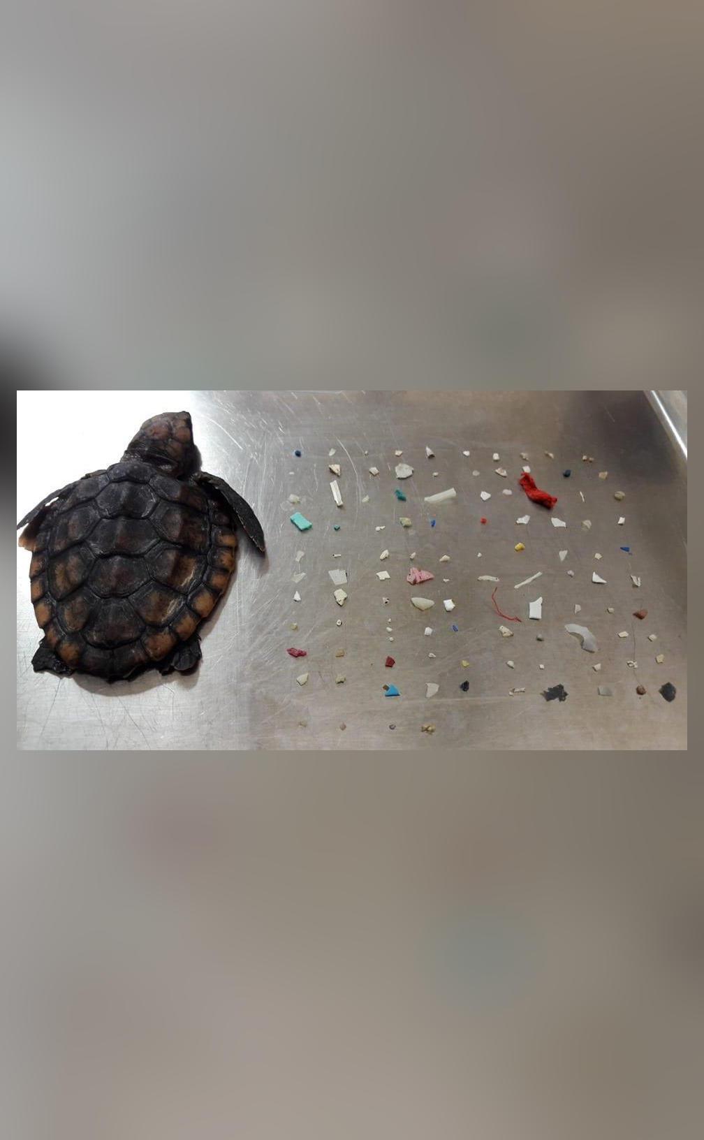 Baby turtle found with 104 pieces of plastic in its stomach in US ...