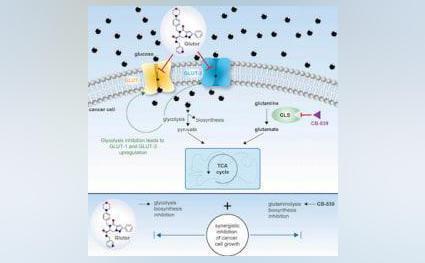 Scientists discover molecule that helps starve cancer cells | Science ...