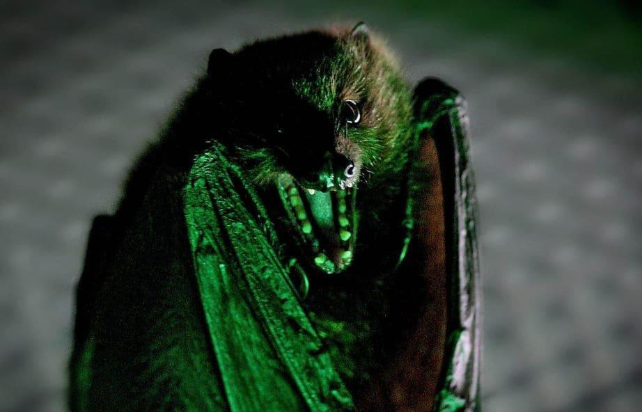 Scientists put fluorescent gel in bats to study vaccine spread