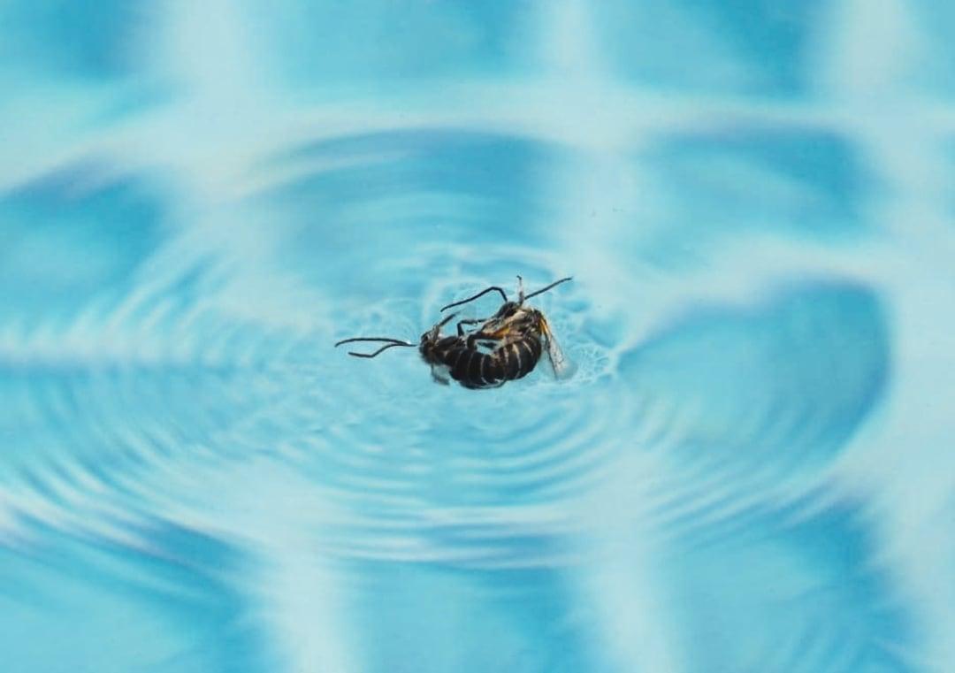 Bees stuck in water make waves to push themselves forward: Study