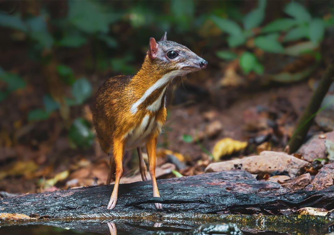 Faster heartbeat helps deer mice to survive at high altitudes