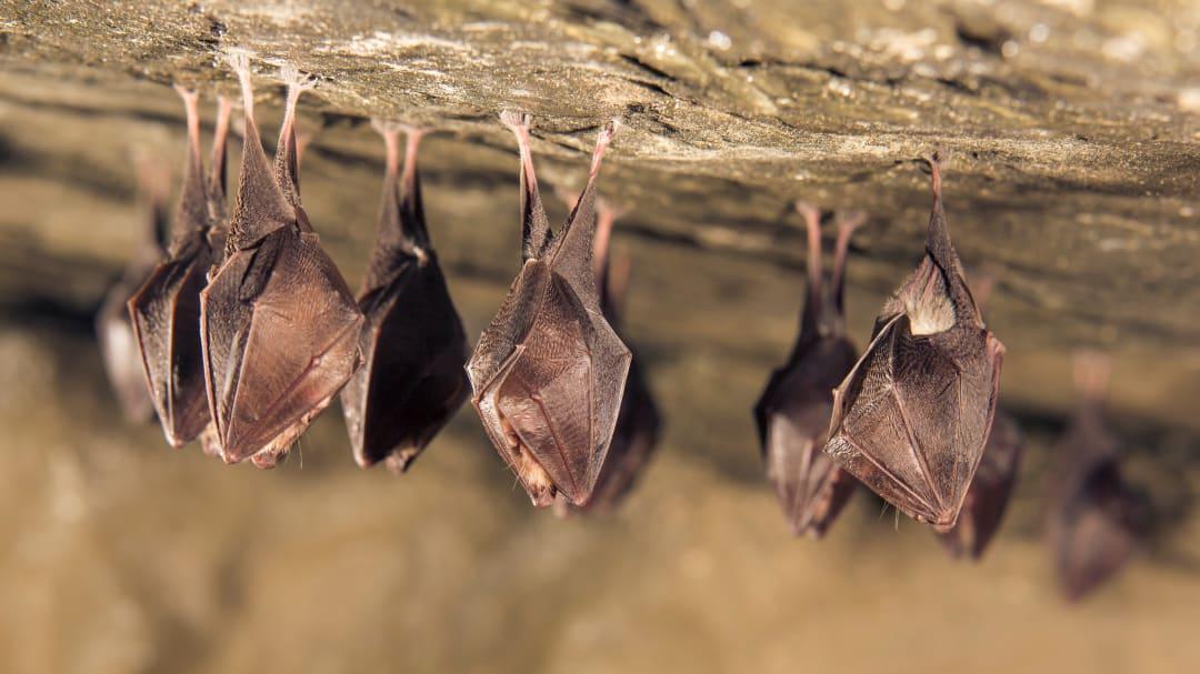 Bats detect small insects when the insects form swarms: Study | Science ...