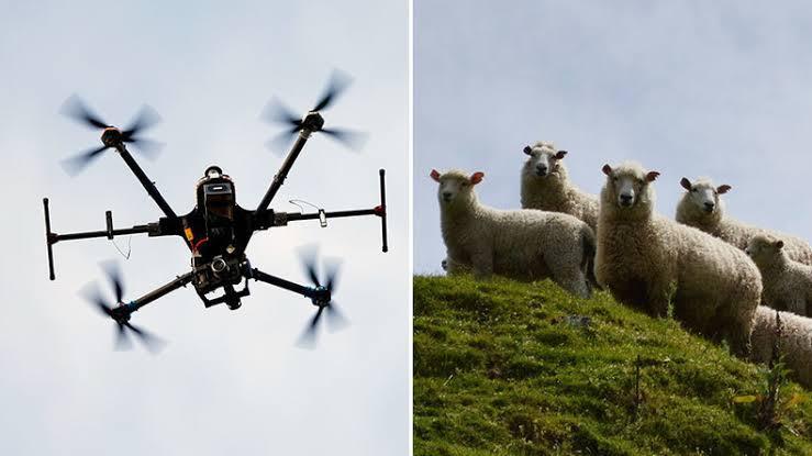 Farmers use 'barking' drones to herd sheep instead of sheepdogs ...