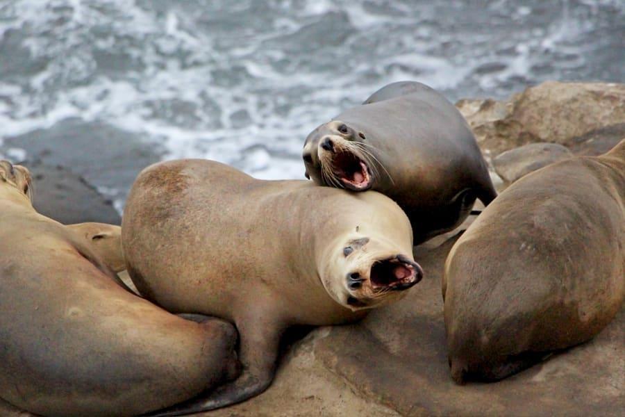 Sea lions yawn due to anxiety: Researchers