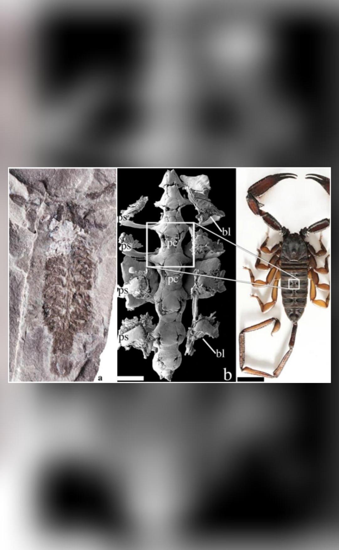 436-million-year-old scorpion becomes oldest known scorpion species ...