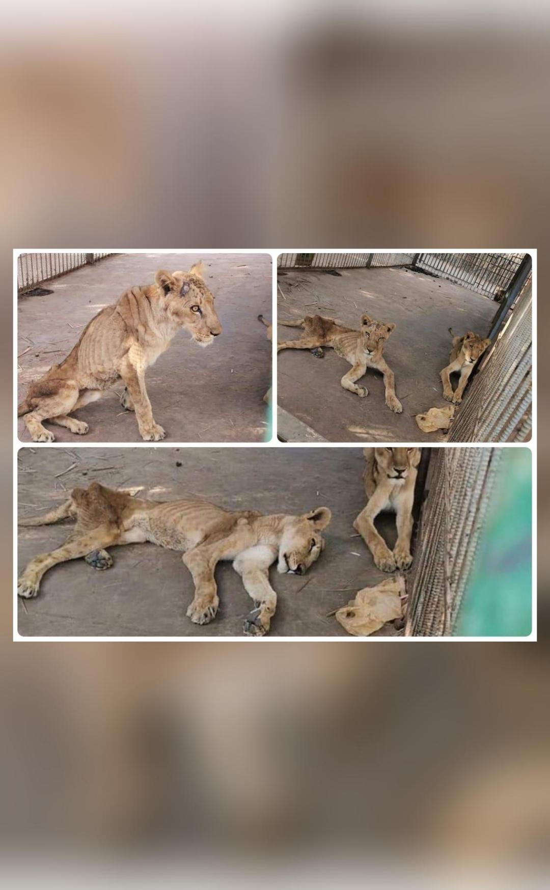 Pics of 'starving' lions at Sudan zoo surface online, people ask PM to ...