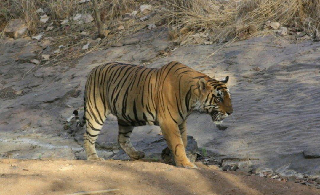 Tiger 'Zalim' who reared 2 orphaned cubs found dead in Ranthambore