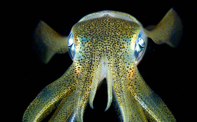 Team completes 1st MRI-based map of the squid brain in 50 years ...