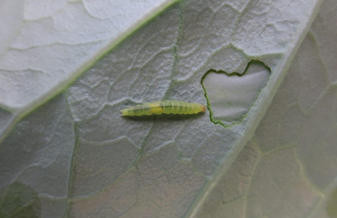 World's first genetically-engineered moths released in the wild ...