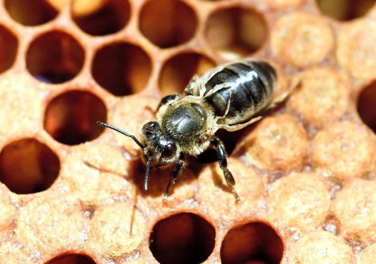 Researchers engineer bacteria to protect bees from colony collapses ...