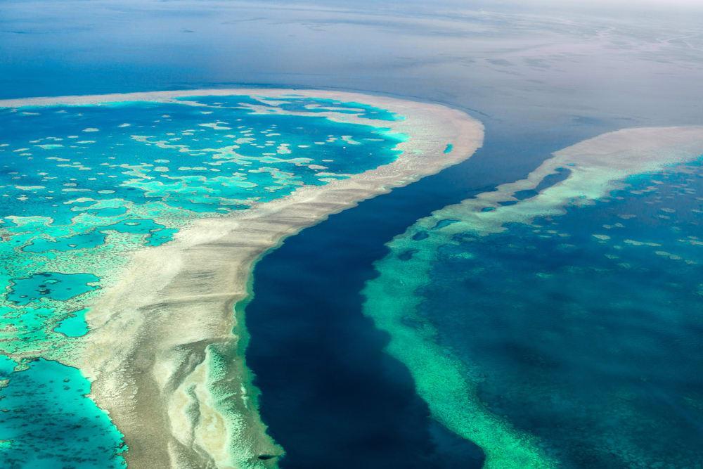 Researchers develop 'heat-resistant' coral to fight reef bleaching ...