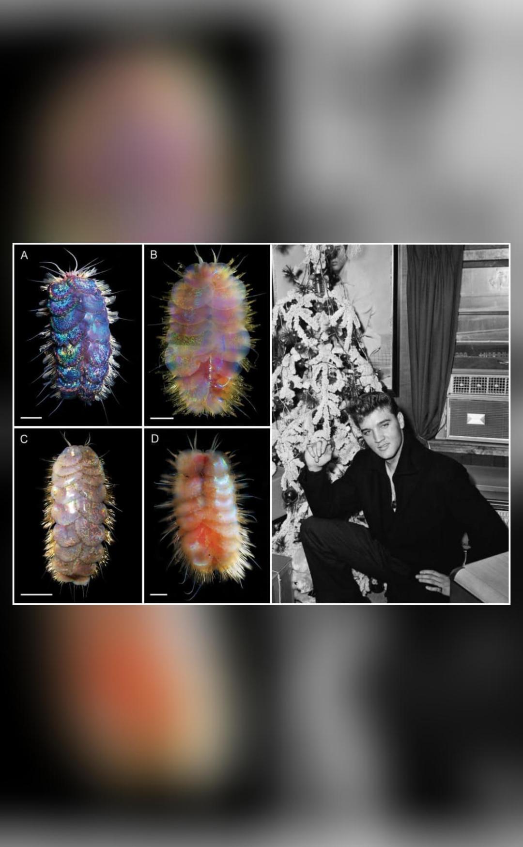 4 new 'Elvis worms' nicknamed after Elvis Presley found, filmed ...