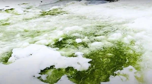 Antarctica's snow turning green due to climate change: Study | Science ...