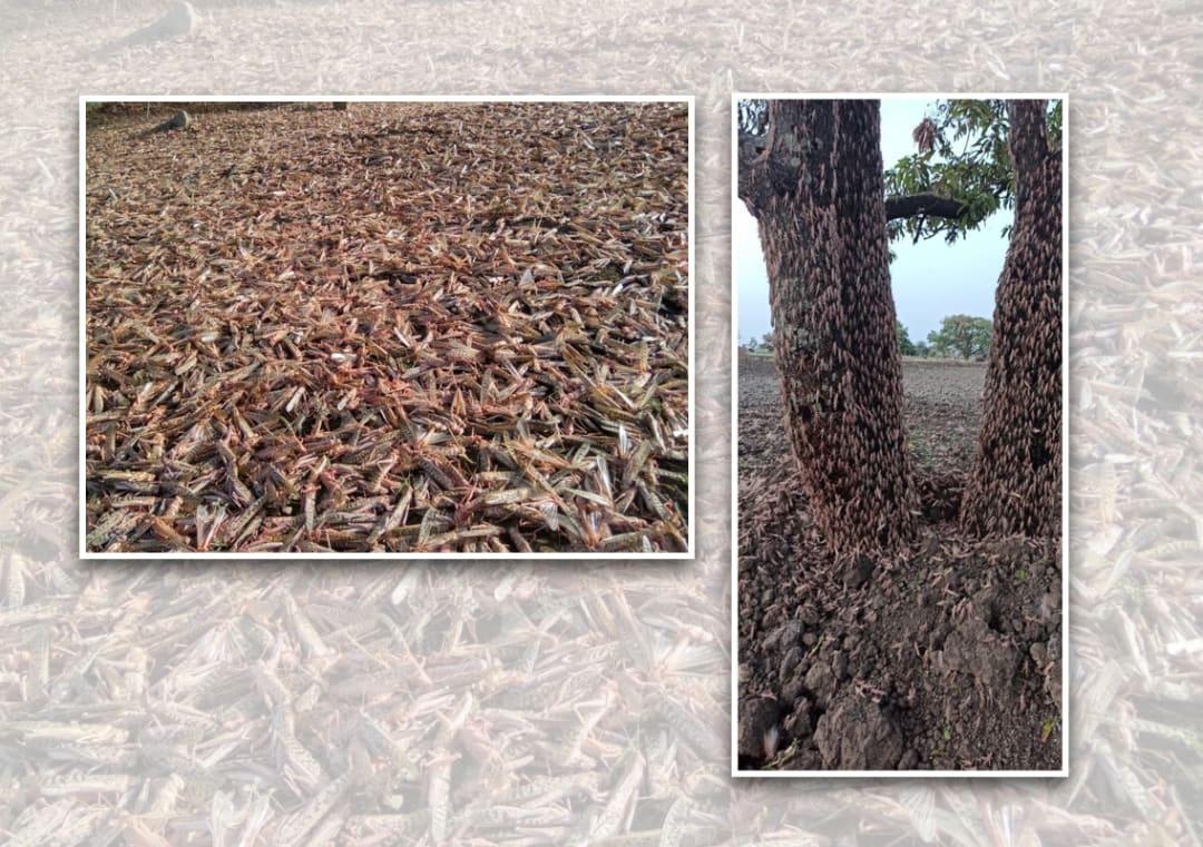 Locusts with 'potential of eating everything' enter MP, IFS officer ...