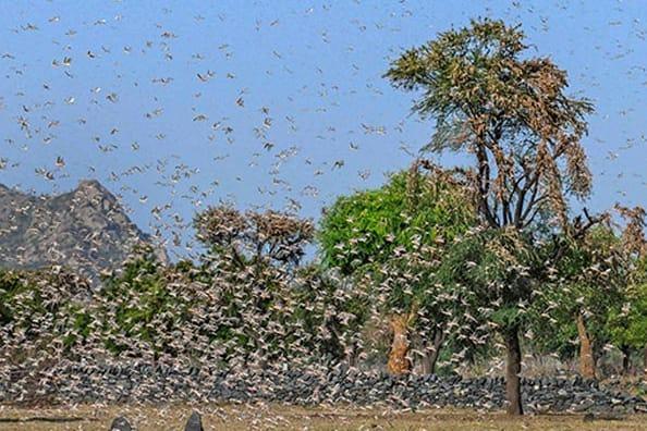 Locust swarms pose threat to plane during landing & takeoff, can hit ...