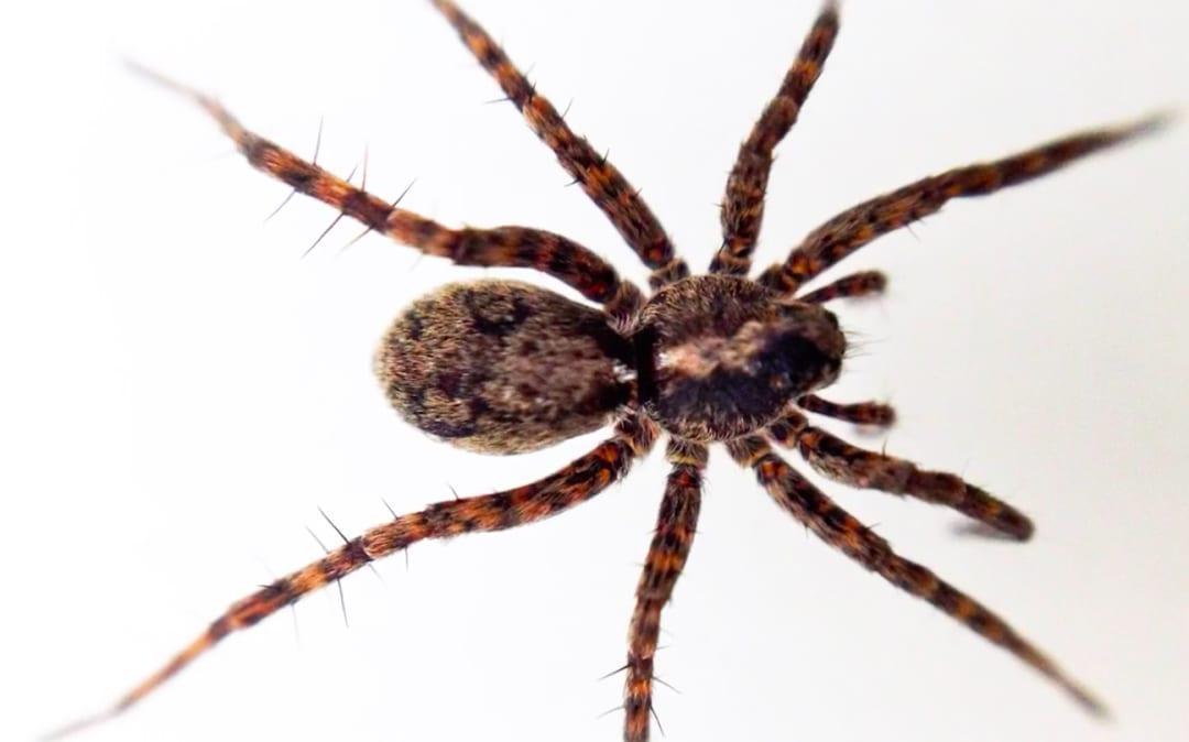 Cannibalism due to competition seen in wolf spiders in Arctic: Study ...