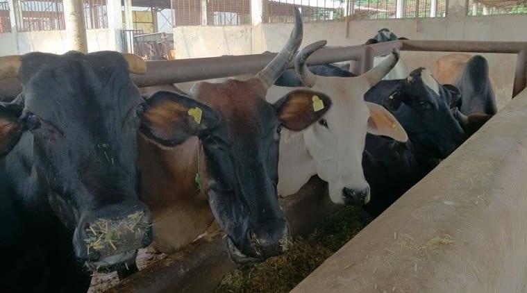 UP govt approves ordinance penalising cow slaughter with jail up to 10 ...