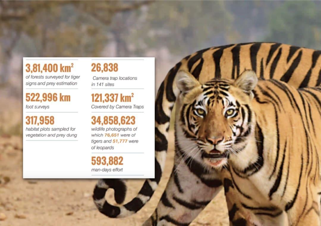 India's Tiger Census in which 34,858,623 pics were taken bags Guinness ...