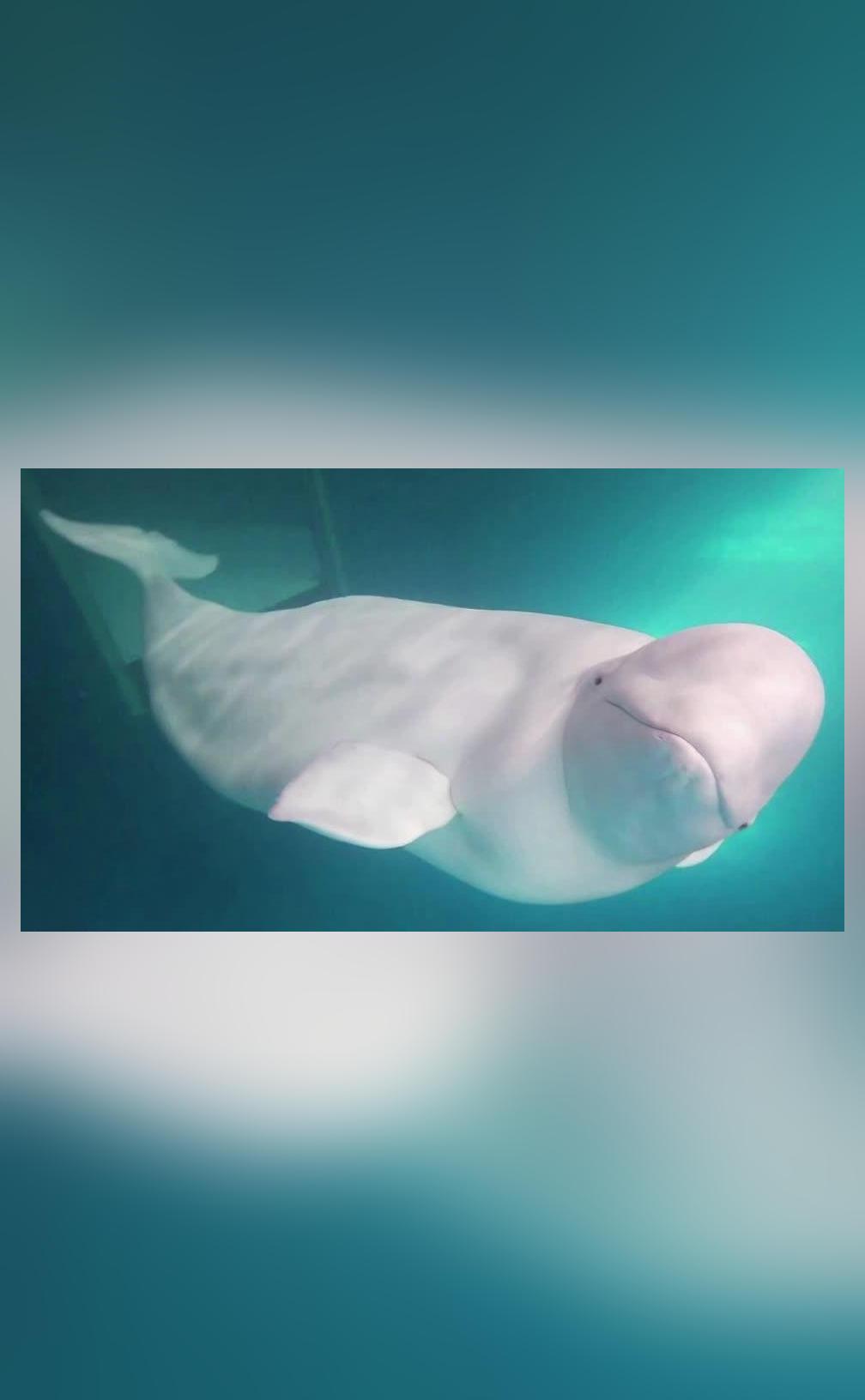 Beluga whales, like humans, form social networks beyond family: Study ...