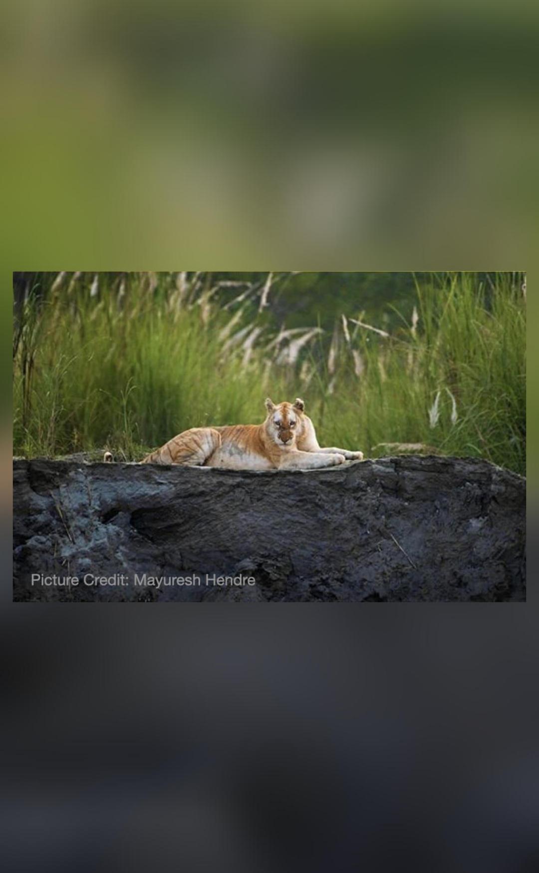 Rare golden tiger spotted in Kaziranga National Park, pics go viral
