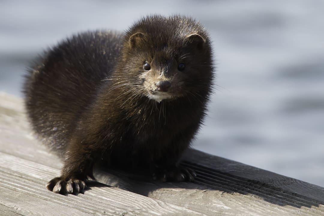 Over 90,000 mink to be killed in Spain after 87% of them test COVID-19 ...