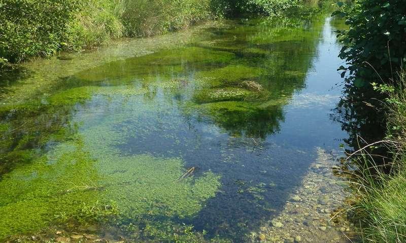 River plants counter flooding & drought to protect biodiversity: Study