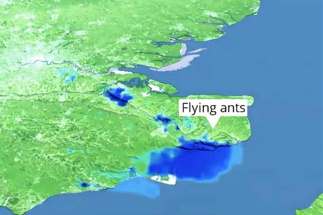 50 Mile Wide Swarm Of Flying Ants Mistaken For Rain By Uks Met Office
