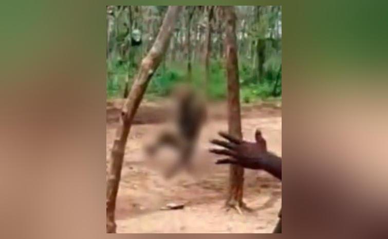 3 arrested after video of monkey being hanged to death in Telangana ...