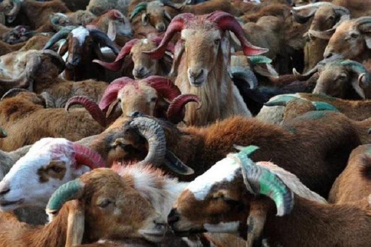 50 goats and sheep quarantined in Karnataka after shepherd gets ...