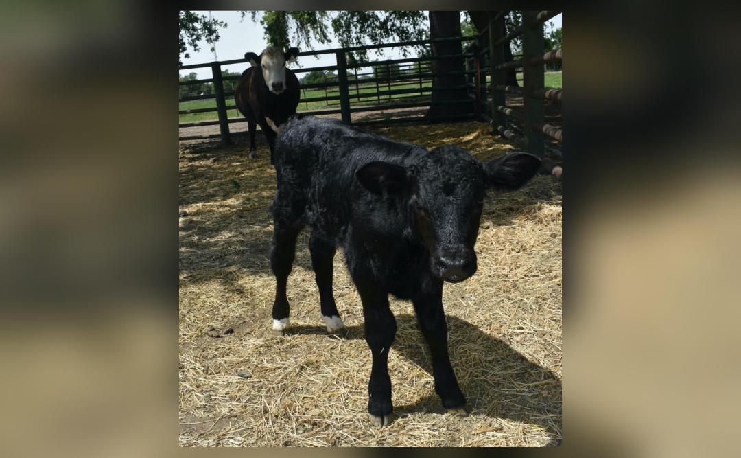 Bull calf gene-edited to produce more male offspring