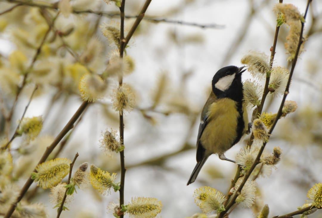 Researchers build first AI tool that can identify individual birds