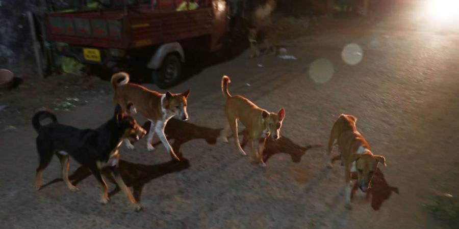 Nagaland govt bans import, trading of dogs and sale of dog meat ...