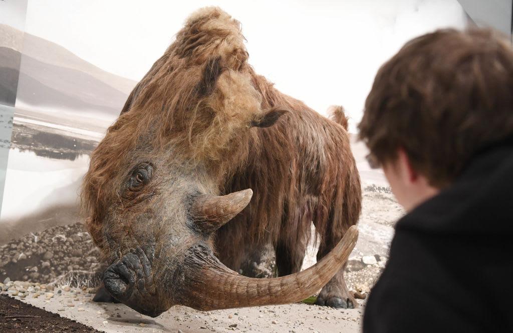 Climate change may have led to woolly rhinos' extinction: Study ...