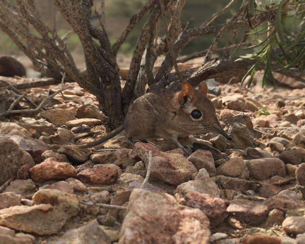 Tiny elephant shrew species rediscovered in Africa after 50 years ...