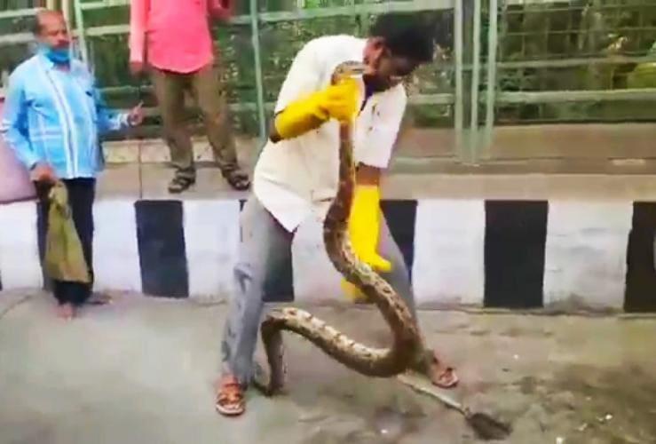 10-ft-long python coiled around a tree brought down using a crane ...