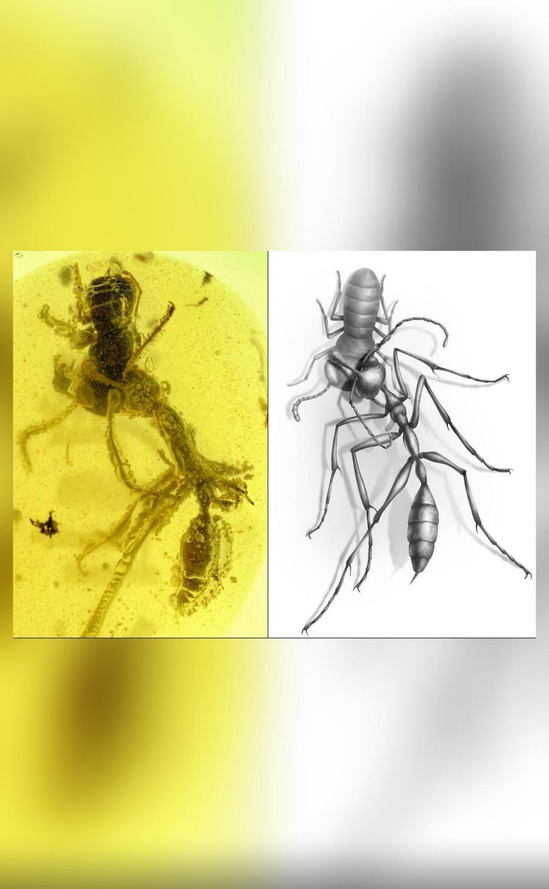 'Hell ant' found trapped in 99 million-yr-old amber in the act of ...