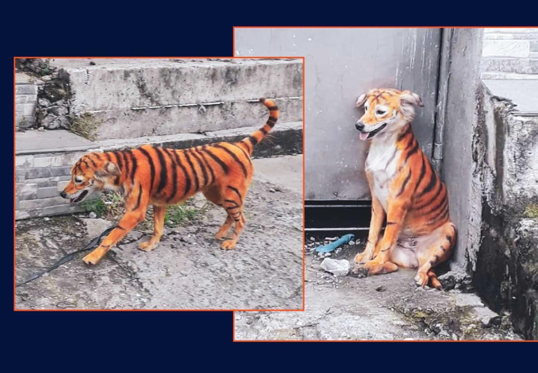 Stray dog painted to make it look like a tiger sparks outrage in ...