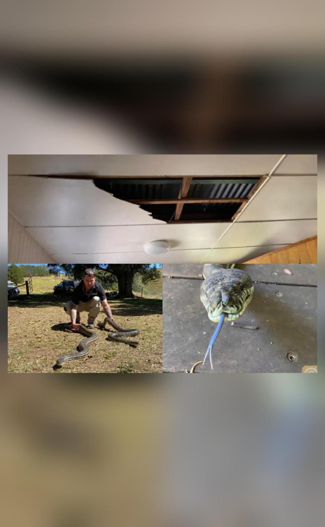 2 male pythons apparently fighting over female snake crash through Aus ...