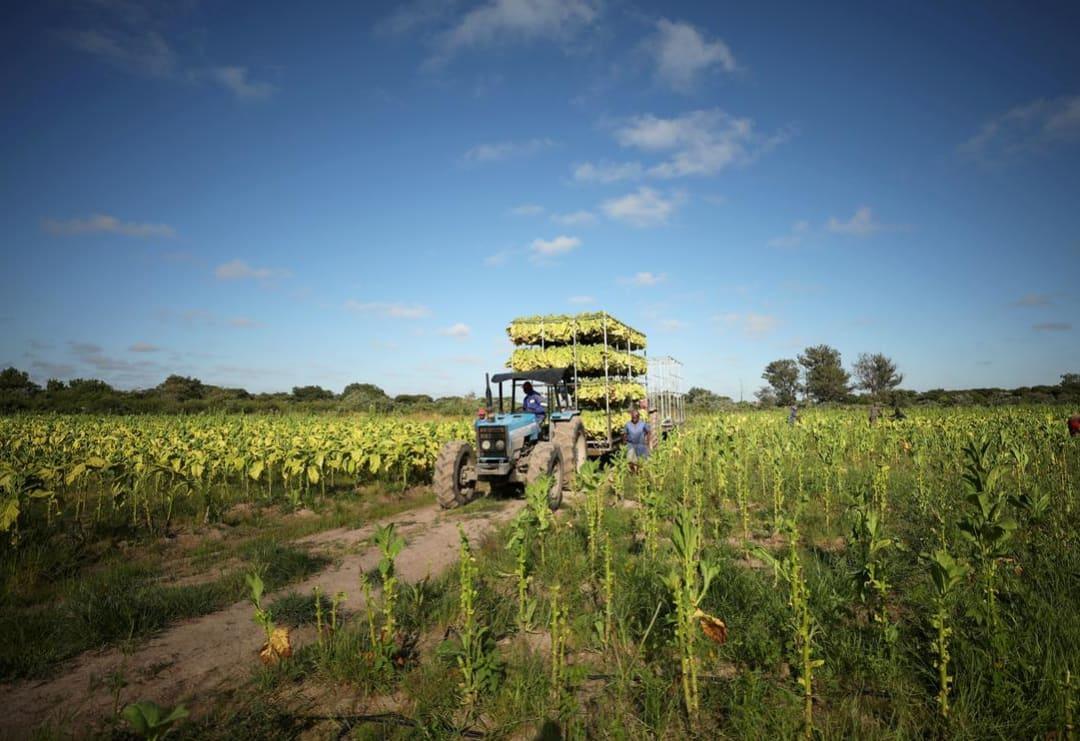 White farmers to get back seized land in Zimbabwe after 20 yrs | World ...