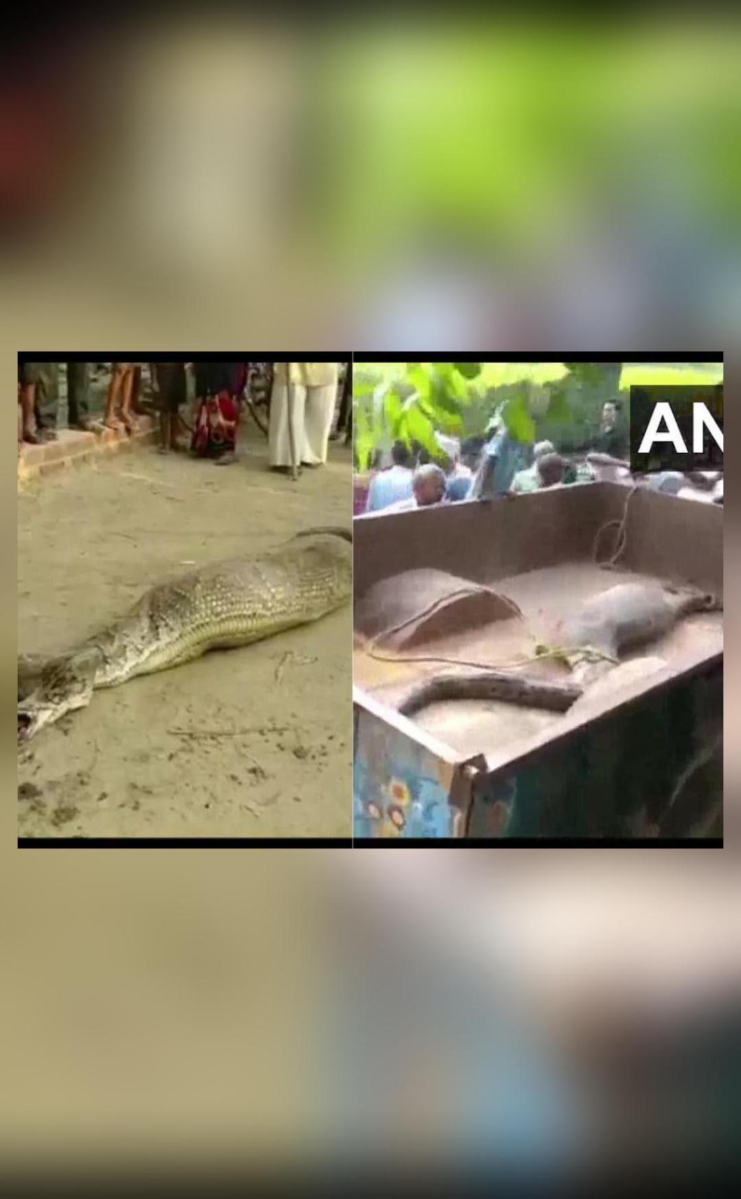 Python unable to move after eating a large goat rescued in UP ...