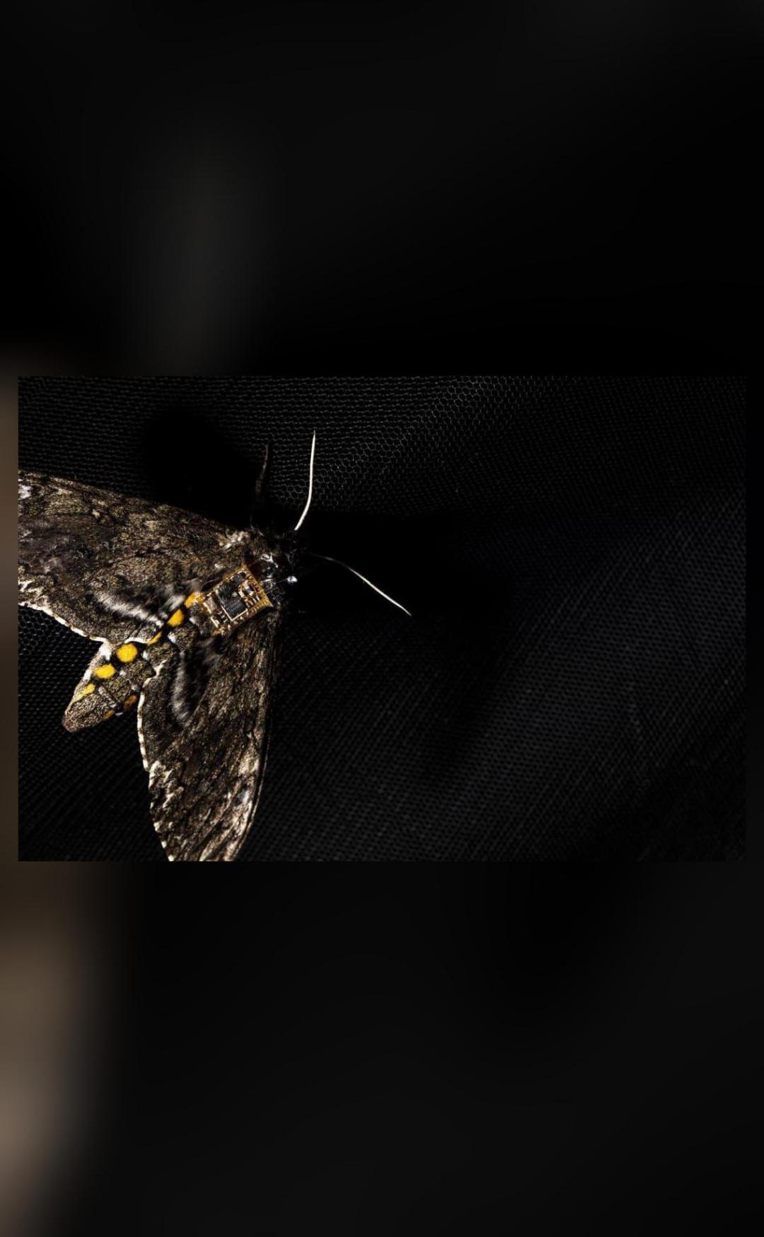 Researchers create sensor system that can ride on a moth's back ...
