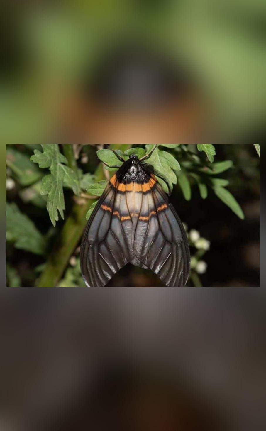 Rare day-flying moth sighted in Uttarakhand after over 125 years ...