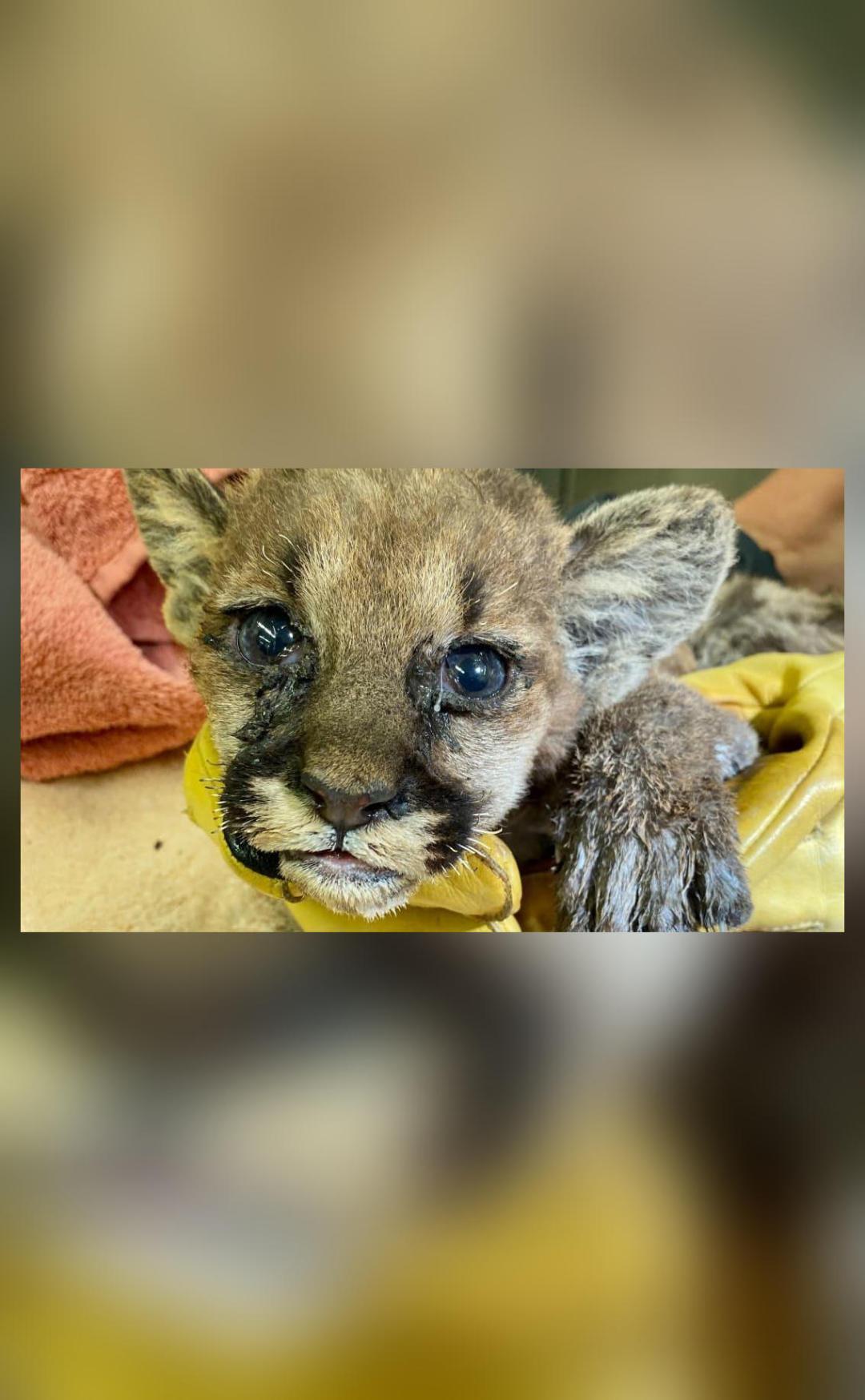 Orphaned & burned mountain lion cub rescued from California fire ...