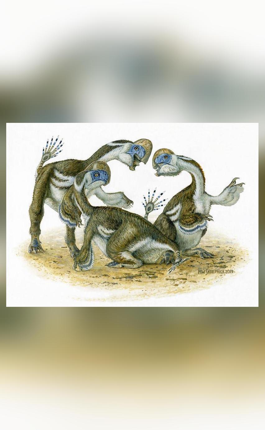 New species of parrot-like dinosaur that lived 68 million years ago ...